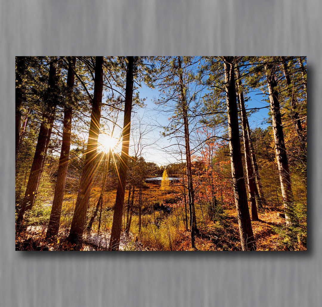 Tamarack Tree in Wetland Photograph | Chequamegon National Forest ...