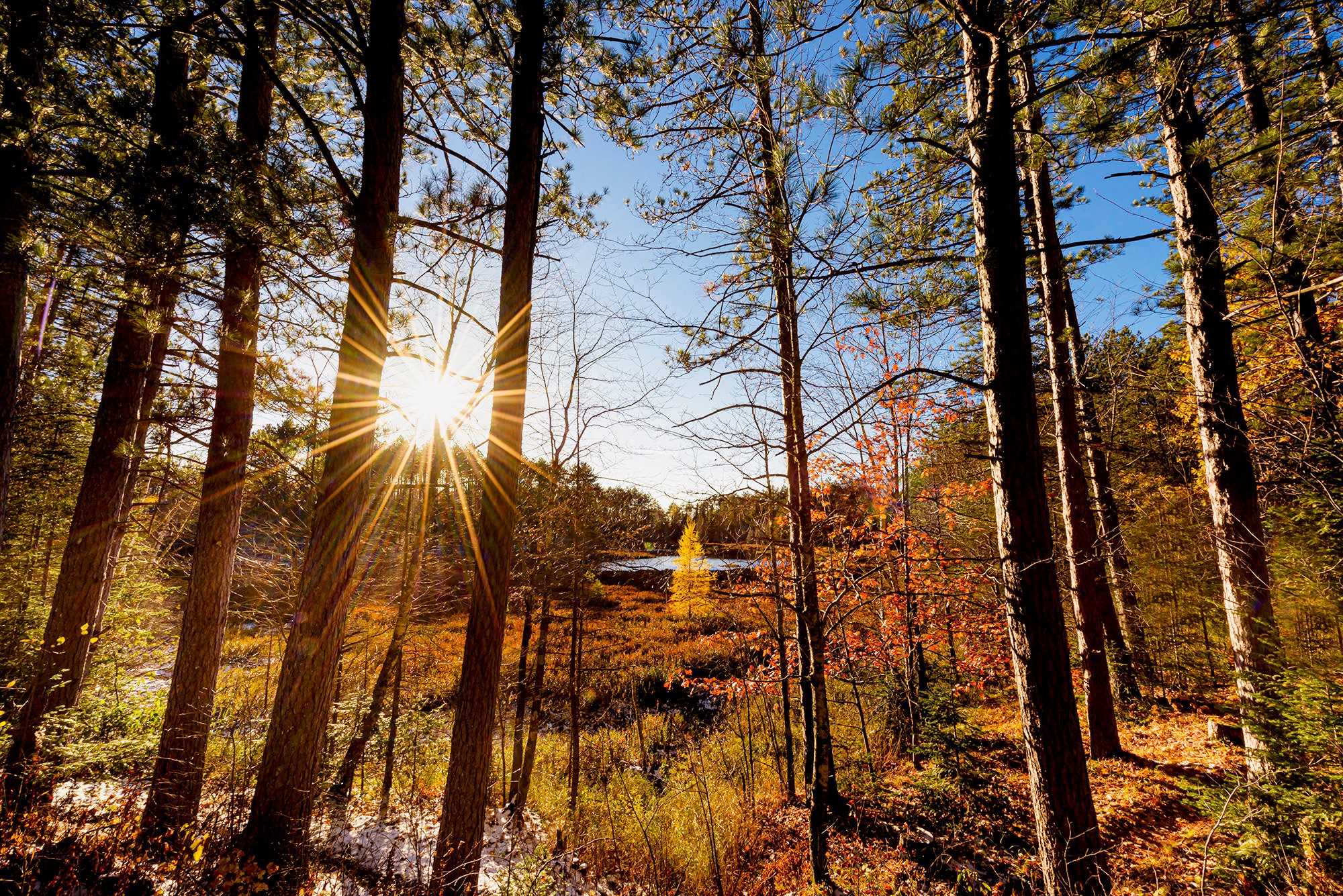Tamarack Tree in Wetland Photograph | Chequamegon National Forest ...