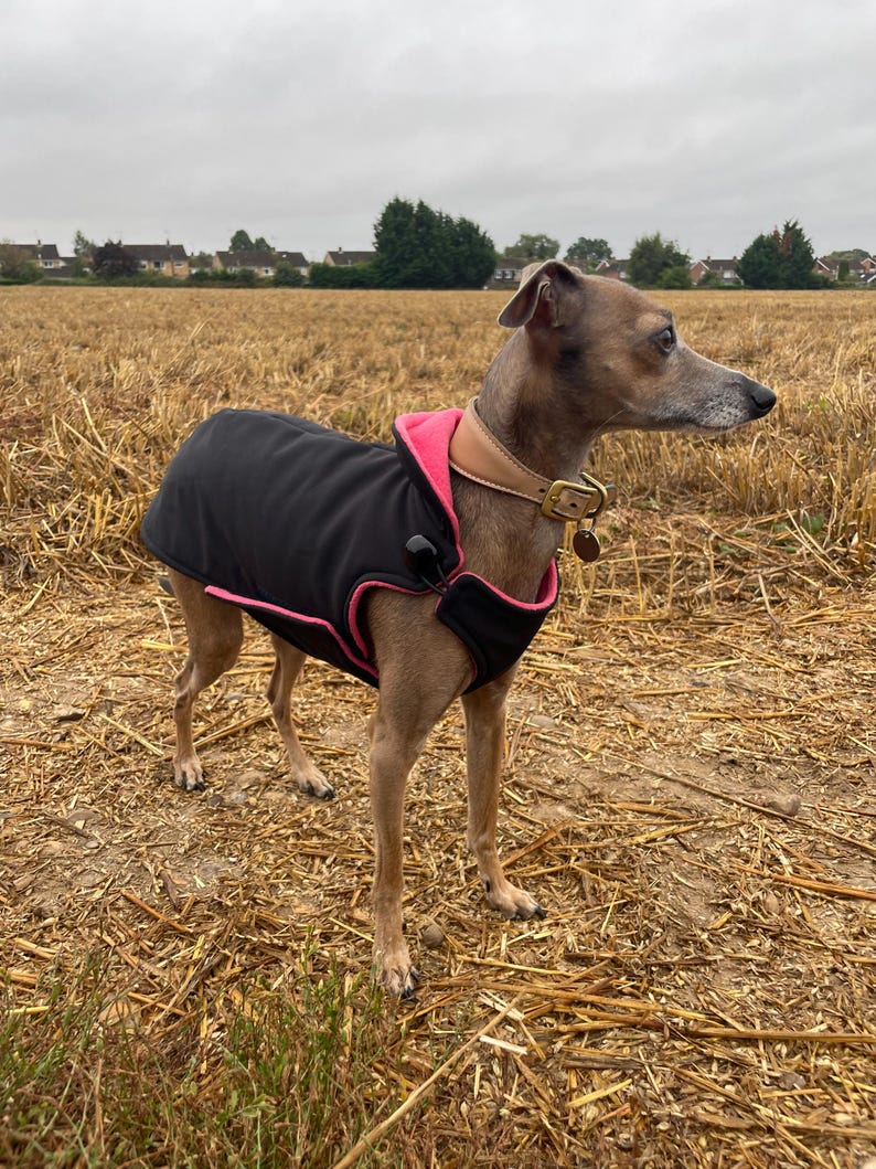 Sewing Pattern for Italian Greyhound Coat / Jacket / Waterproof ...