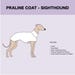 Sewing Pattern for Italian Greyhound Coat / Jacket / Waterproof ...