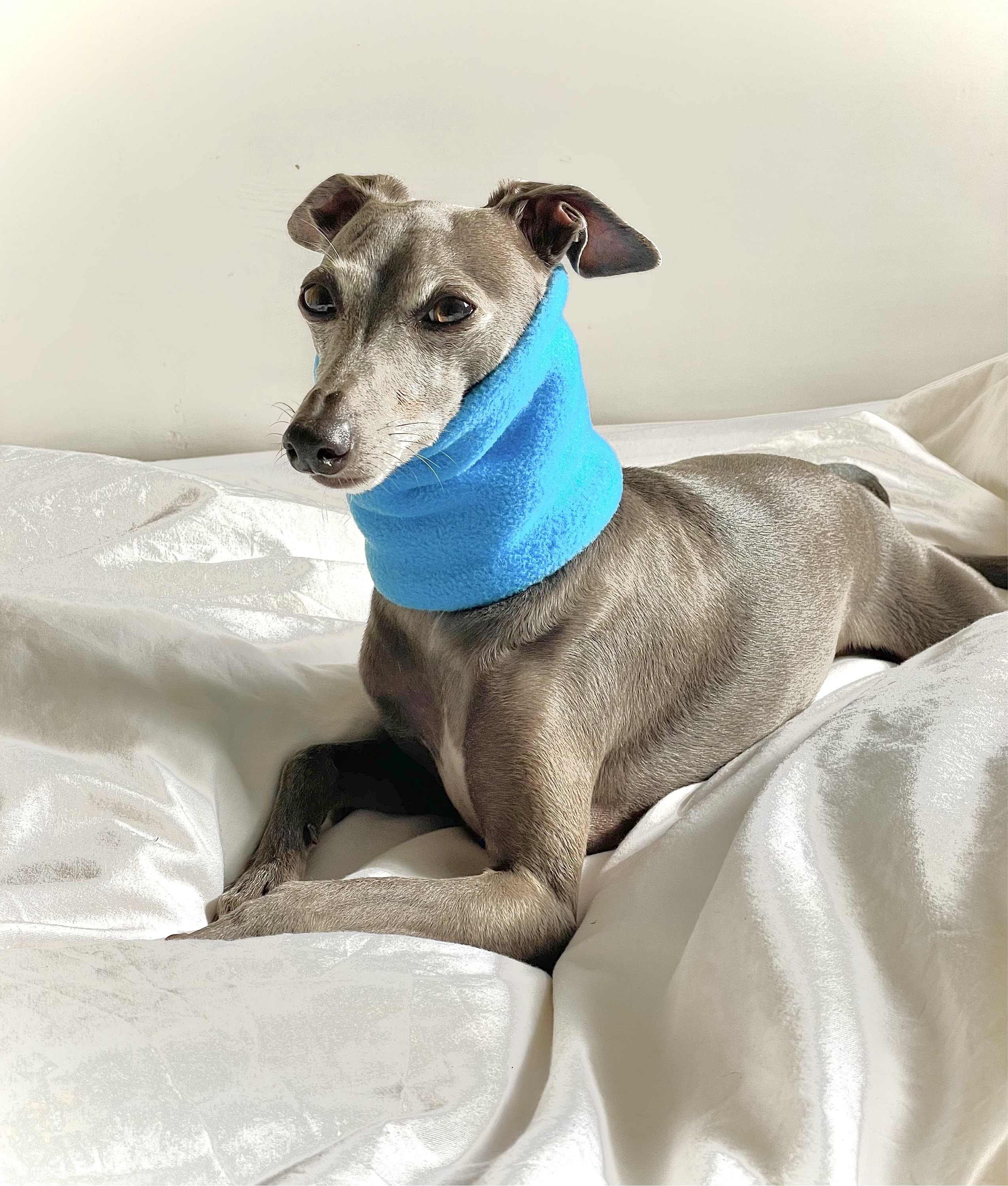 Sewing Pattern for Italian Greyhound Snood | Scarf | Neck Warmer - Etsy