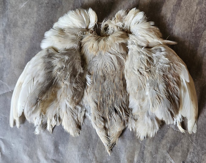 Quail Pelts With Wings - Etsy