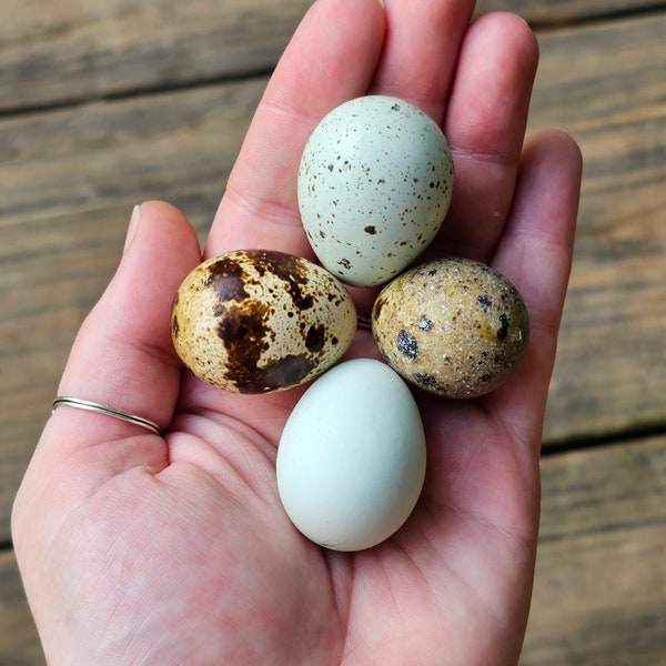 Quail Art - Etsy