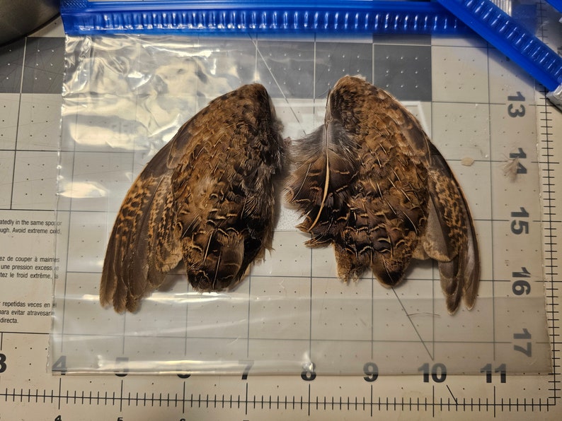 Dehydrated Quail Wings - Etsy