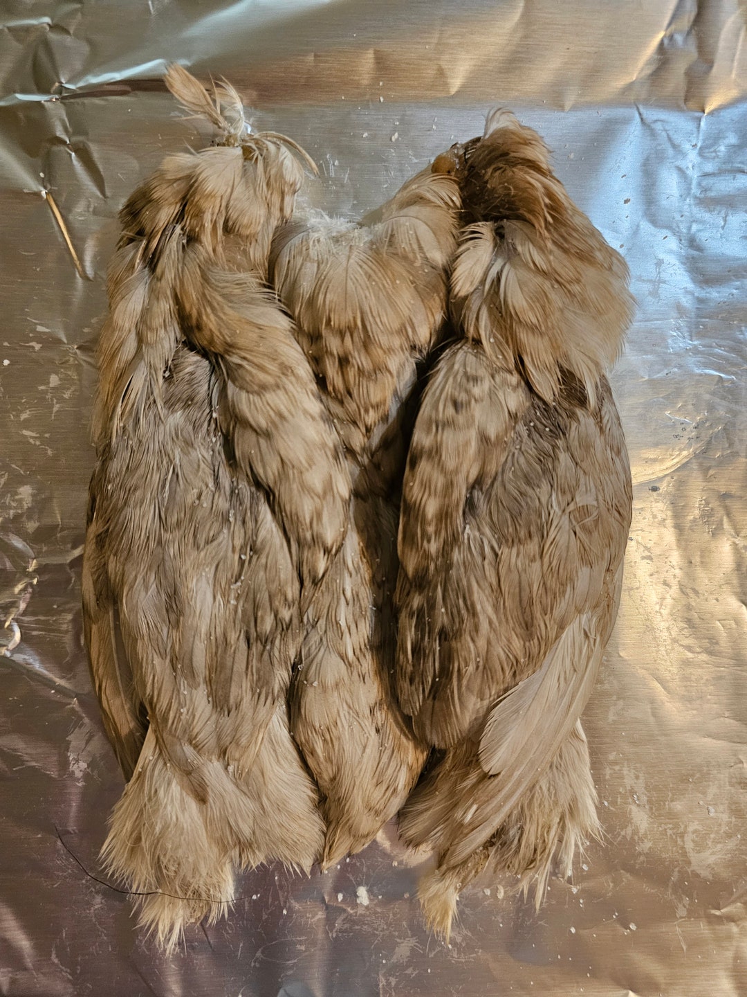 Discount Quail Pelts - Etsy
