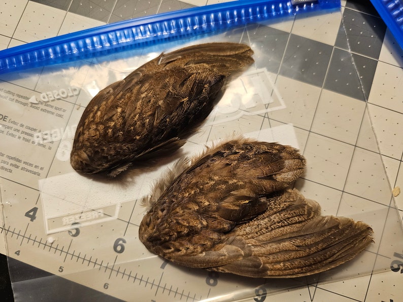 Dehydrated Quail Wings - Etsy