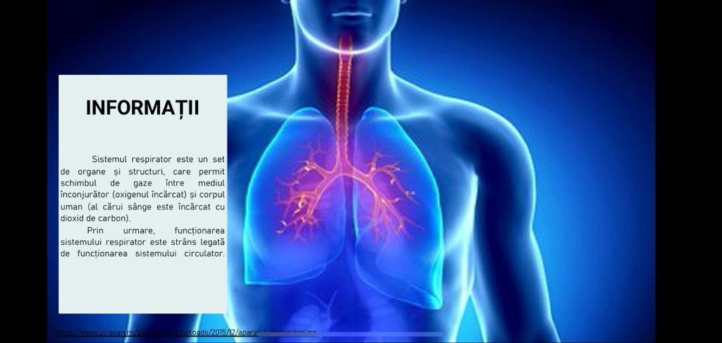 Powerpoint Template for School Respiratory System Powerpoint ...