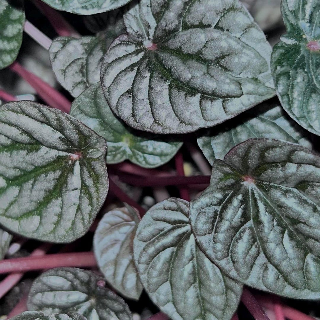 Emerald Ripple Peperomia Plant Peperomia Caperata - Etsy