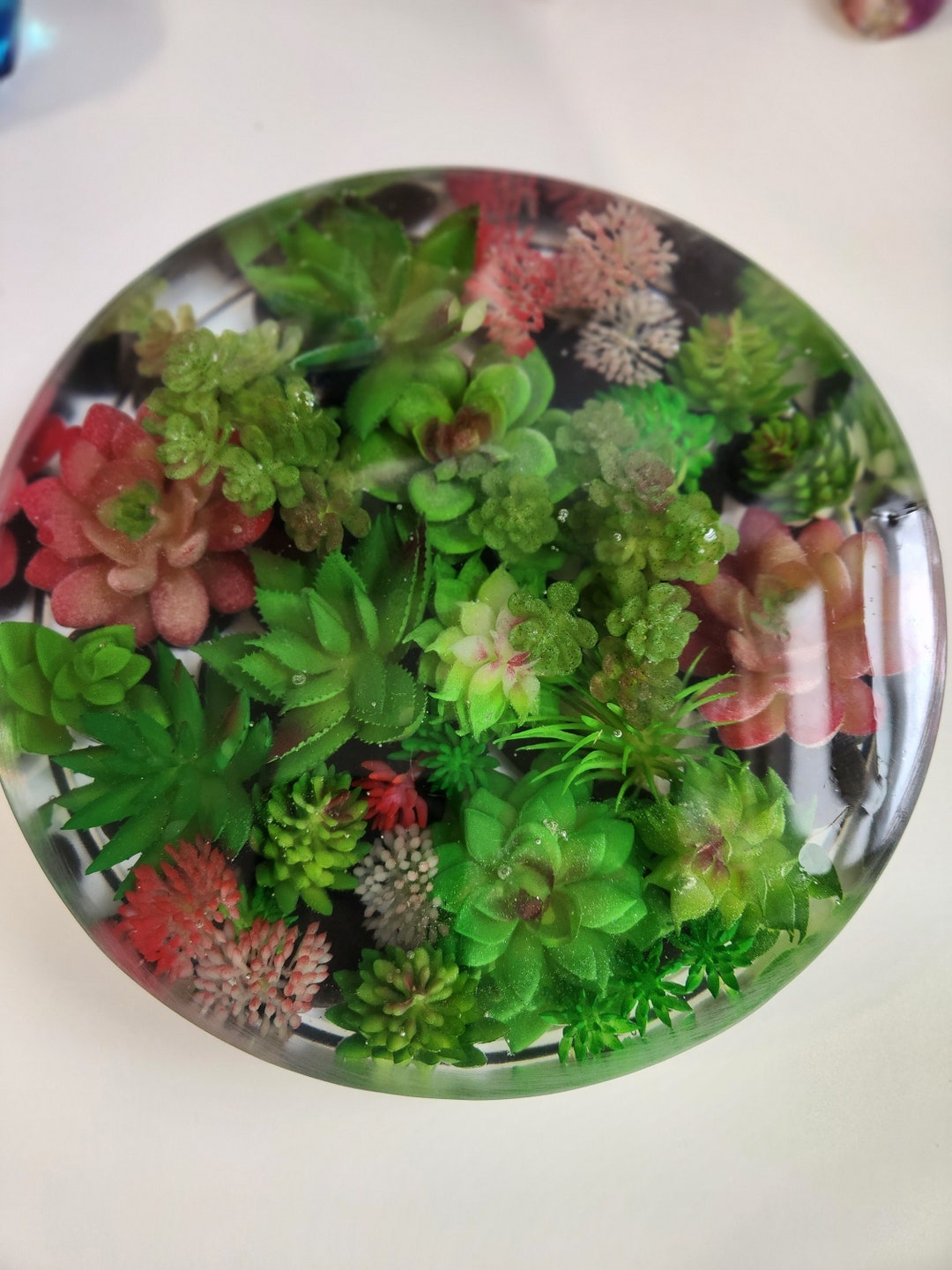 Succulents in Epoxy Resin - Etsy