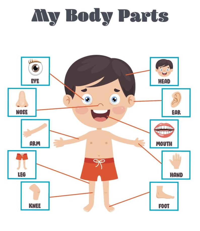 Human Body Printable Learning Pack: Cut & Paste Anatomy (PDF) - Etsy