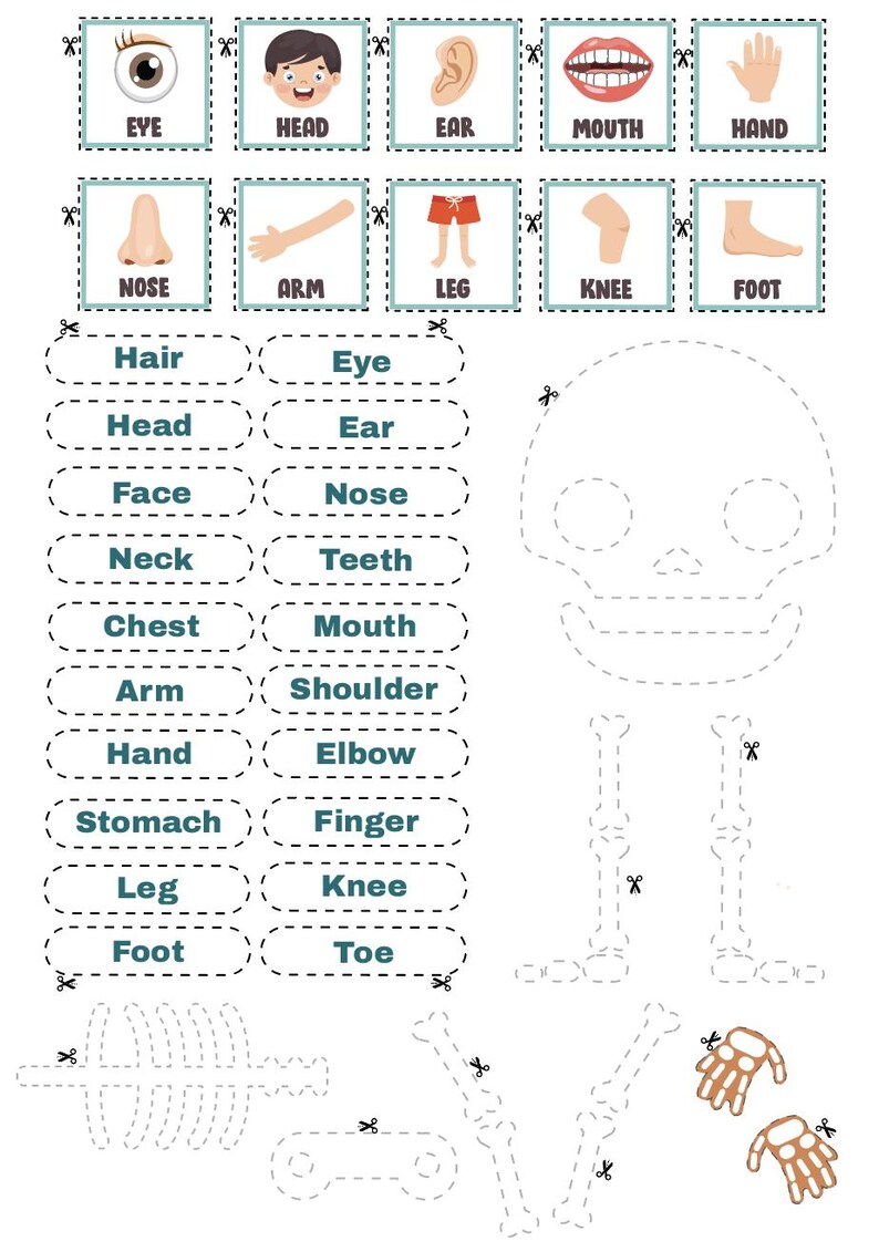 Human Body Printable Learning Pack: Cut & Paste Anatomy (PDF) - Etsy