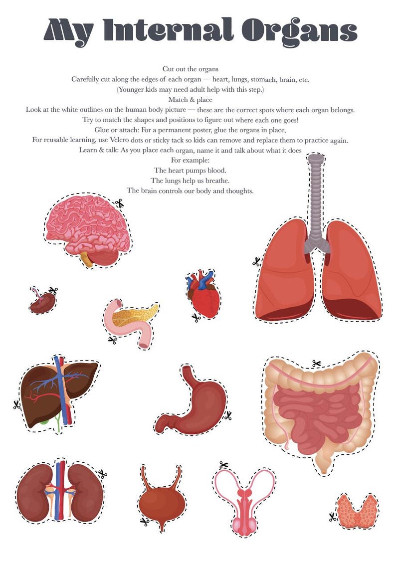 Human Body Printable Learning Pack: Cut & Paste Anatomy (PDF) - Etsy