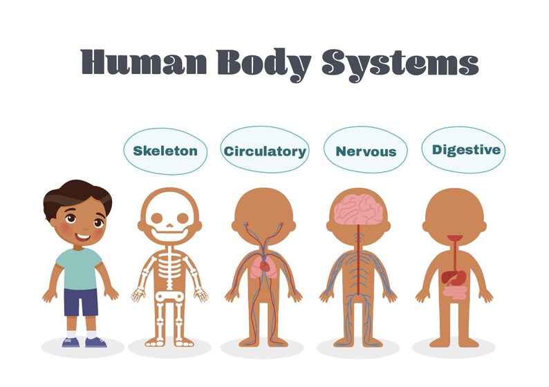 Human Body Printable Learning Pack: Cut & Paste Anatomy (PDF) - Etsy