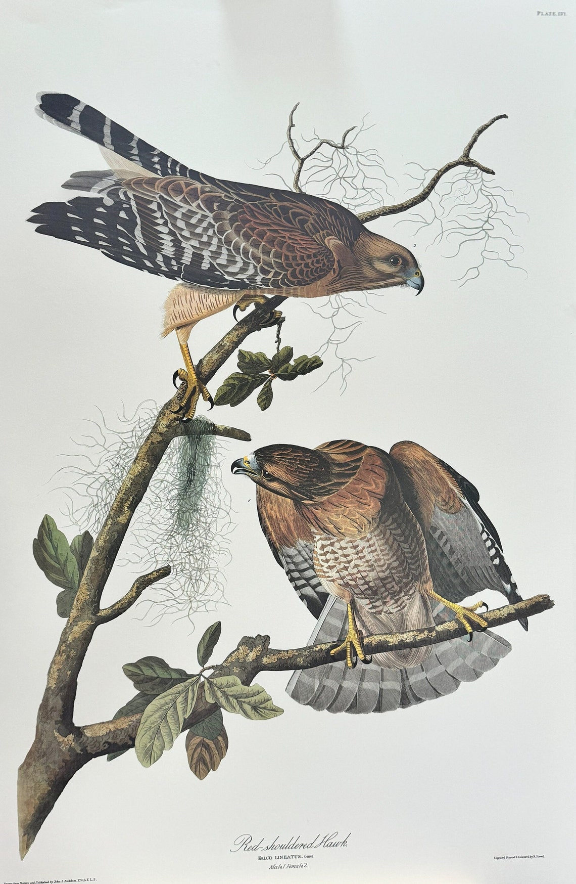 Vintage Bird Audubon Lithograph Print: Red Shouldered Hawk - Etsy