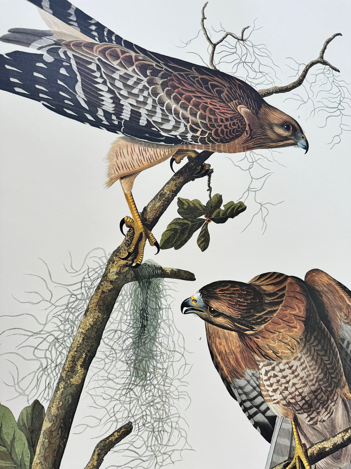 Vintage Bird Audubon Lithograph Print: Red Shouldered Hawk - Etsy