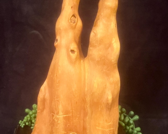Vintage Small Cypress Knee Sculpture; Cypress Tree Root; Mid Century - Etsy