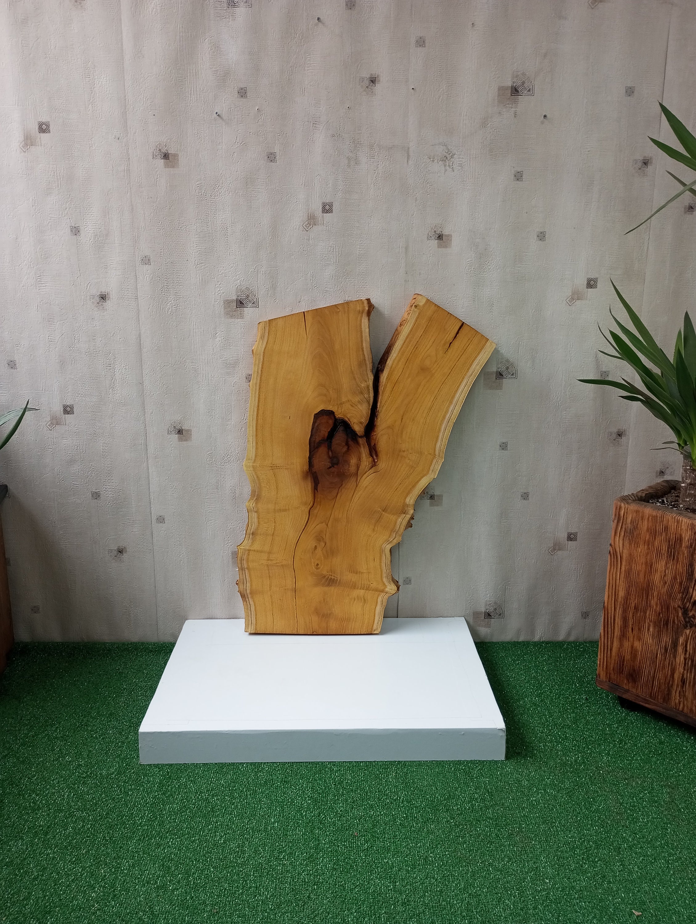 Big Size Mulberry Tree,mulberry Tree Slices,epoxy Wood Works,live Edge ...