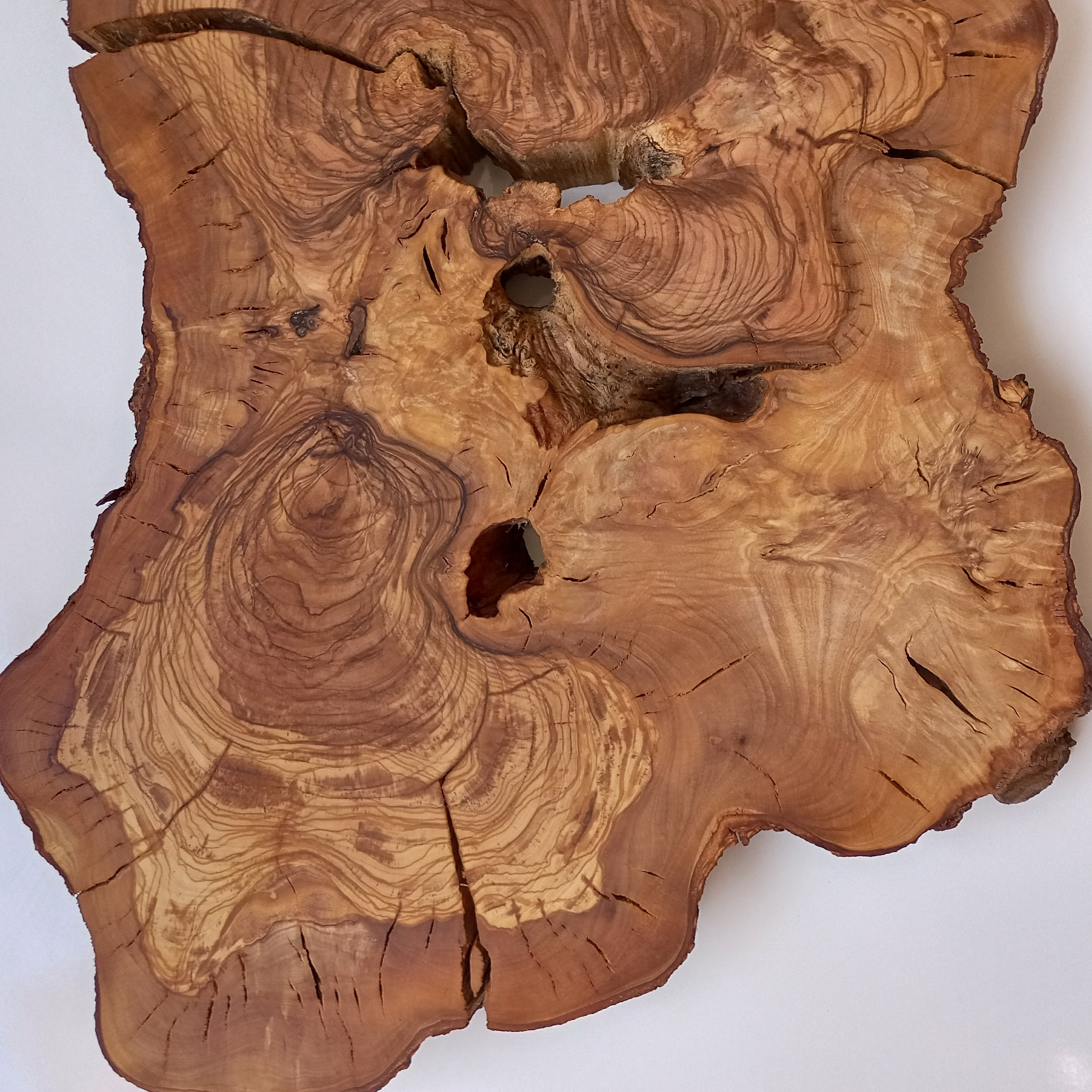 27-20 Inch Live Edge Olive Root Slices.olive Tree Root Slice.raw ...