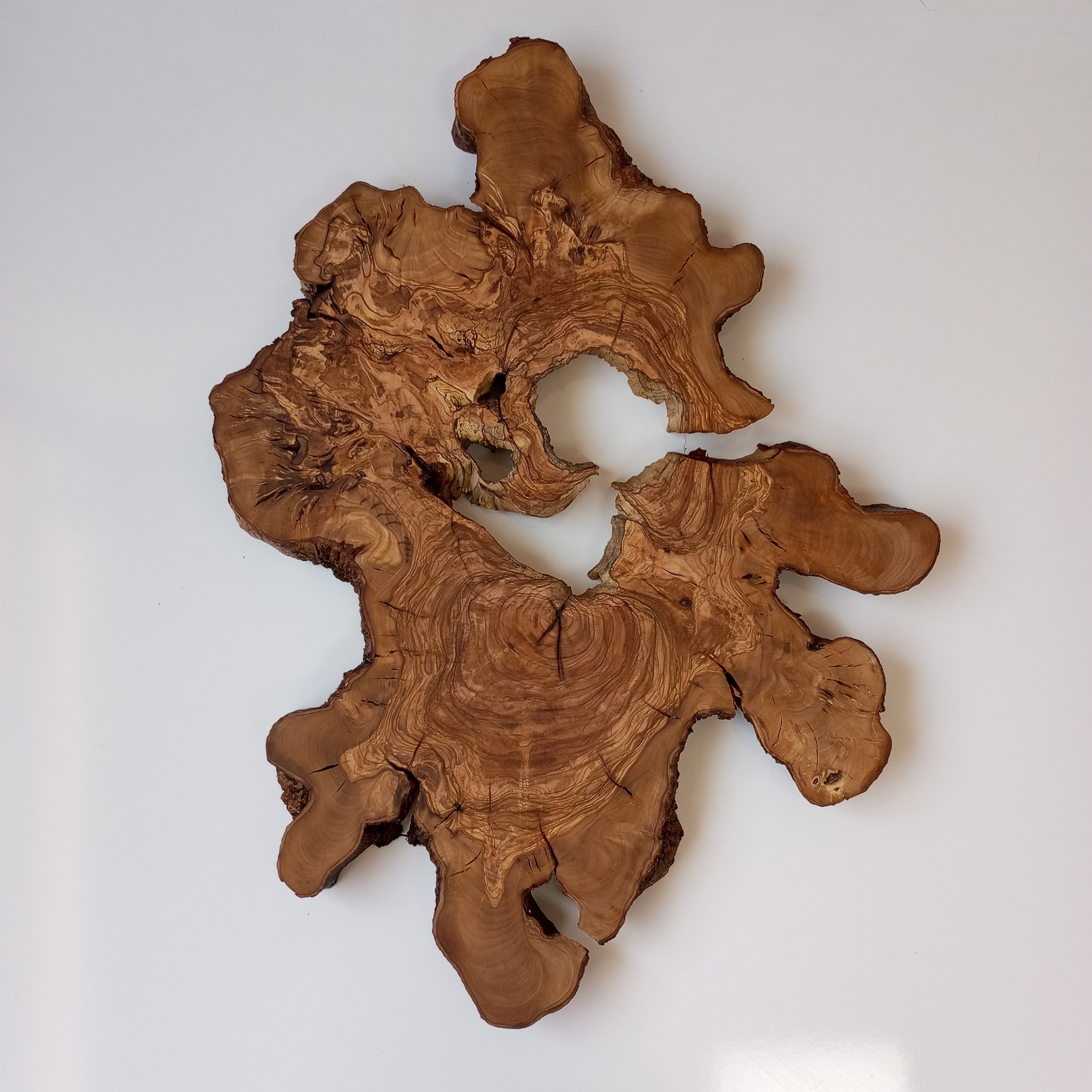 26-20 Inch Live Edge Olive Root Slices.olive Tree Root Slice.raw ...