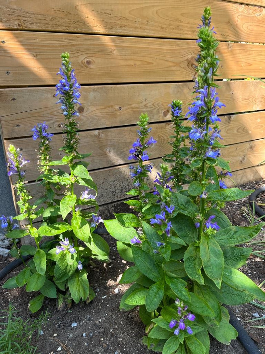 50 Great Blue Lobelia SEEDS, Lobelia Siphilitica - Etsy Canada