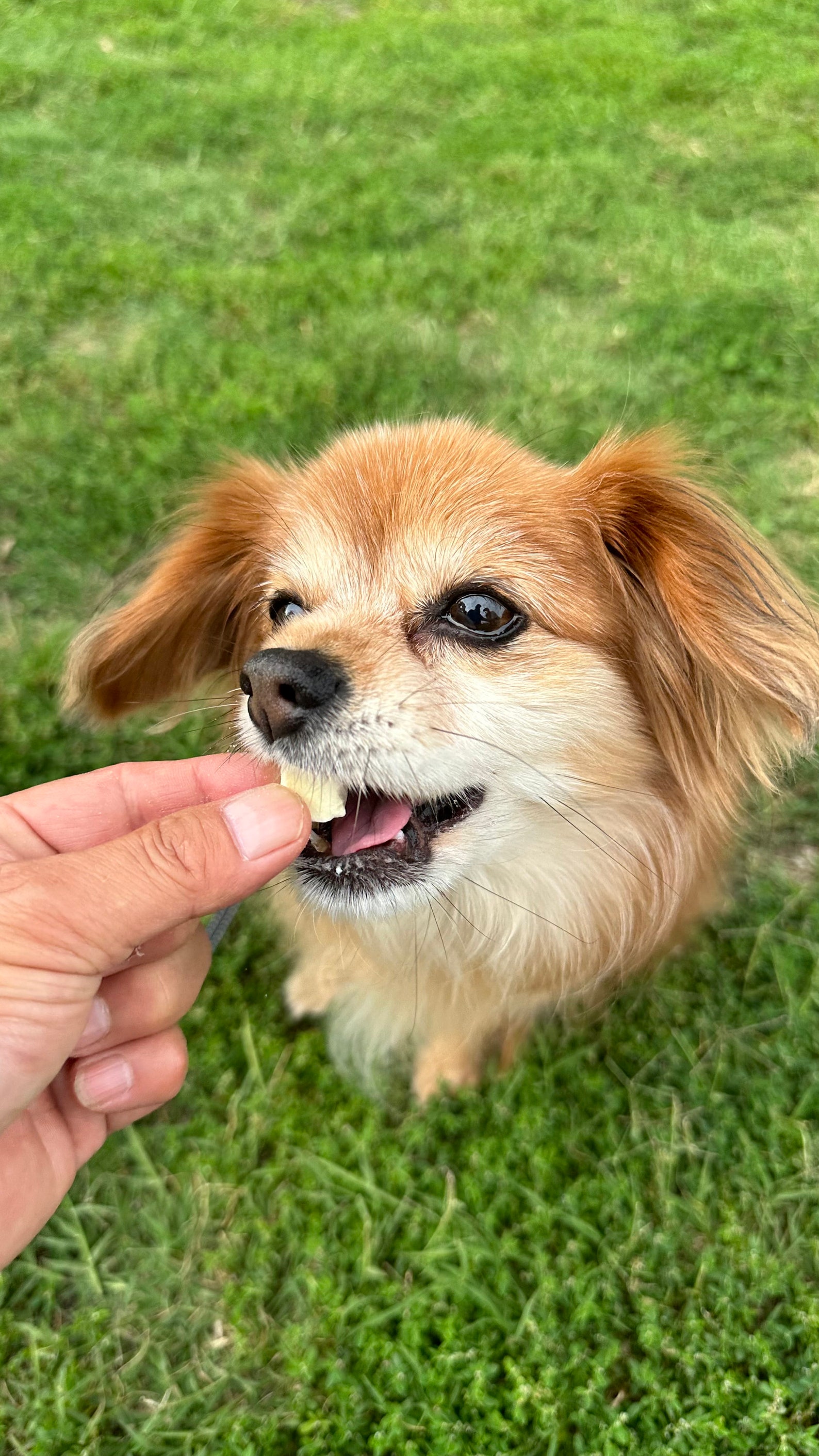 Premium Freeze-dried Tofu Treat for Dogs: Plant Based Protein & Low ...