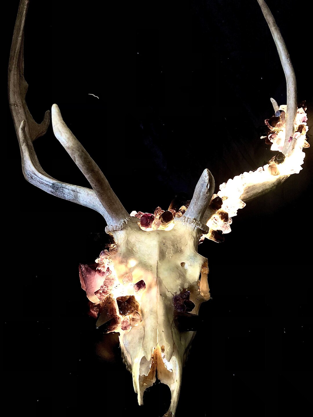 Crystal Deer Skull - Etsy