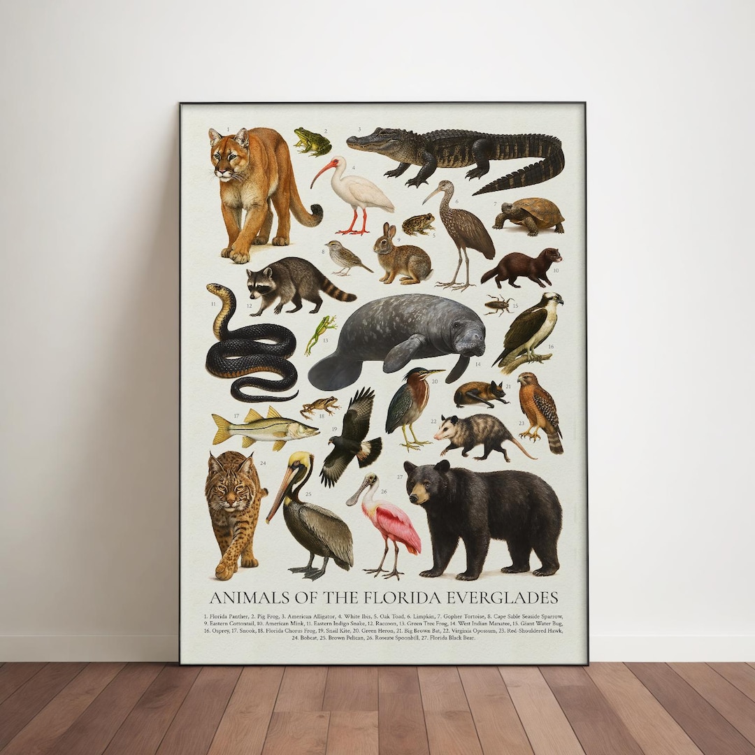 Animals of the Florida Everglades Poster: Educational Animal Wildlife ...