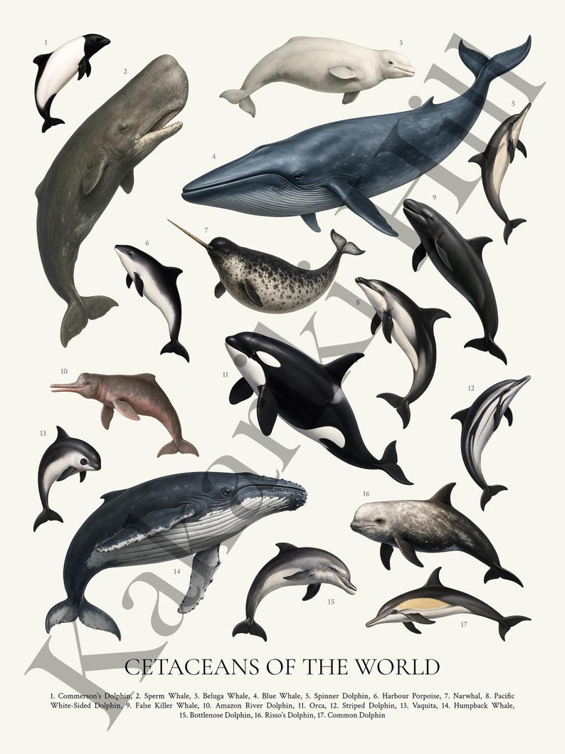 Cetaceans of the World Poster: Retro Native Animal Identification Chart ...