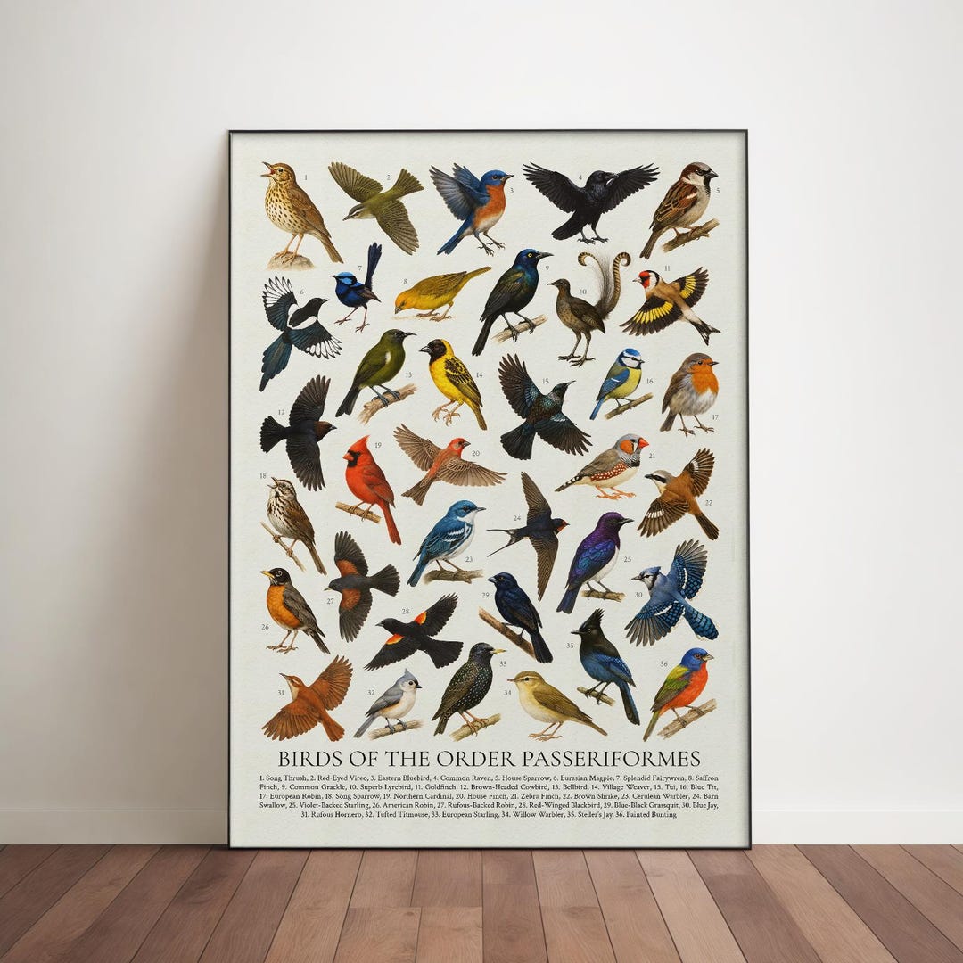 Birds of the Order Passeriformes Poster: Songbird Identification Chart ...