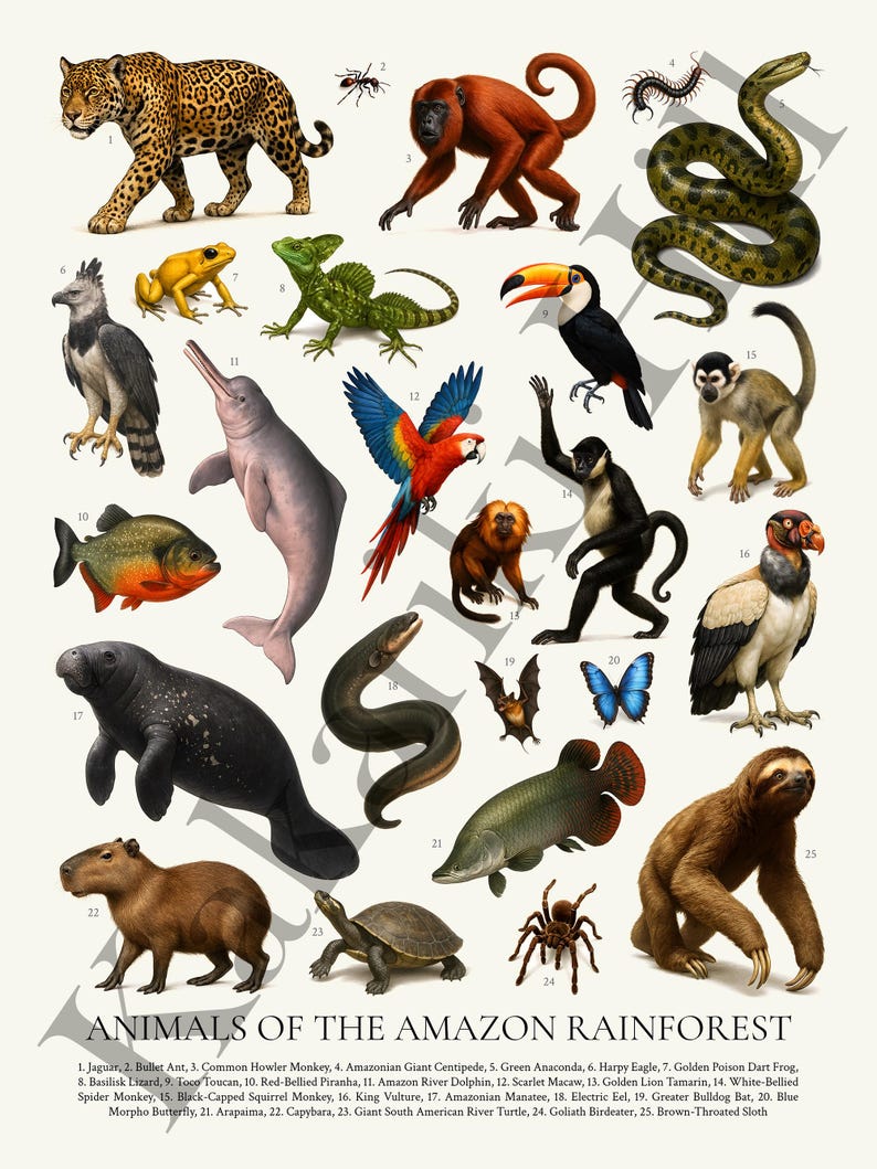 Amazon Rainforest Animals Poster: Retro Educational Print - Etsy