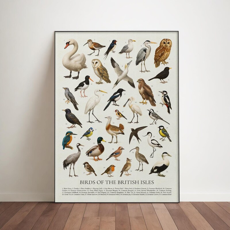 British Birds Poster - Etsy UK