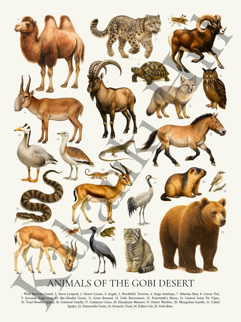 Animals of the Gobi Desert Poster: Retro Style Illustration Print - Etsy
