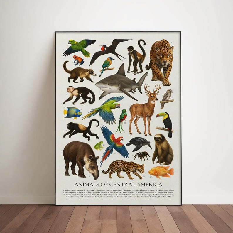 Animals of Central America Poster: Educational Animal Wildlife Art ...