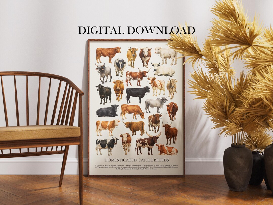 Domesticated Cattle Poster Digital Download: English or Français Retro ...