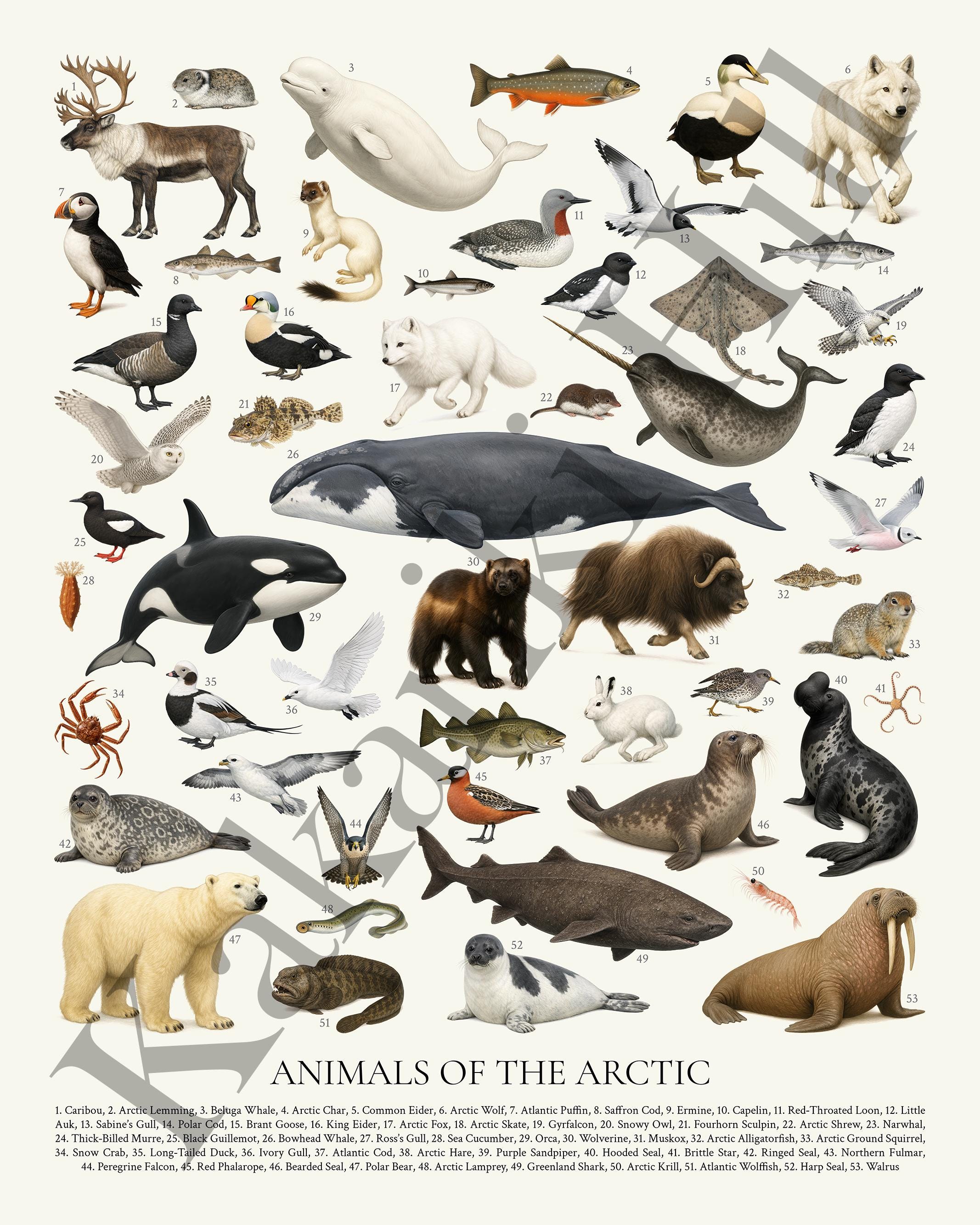 Arctic Circle Animals List