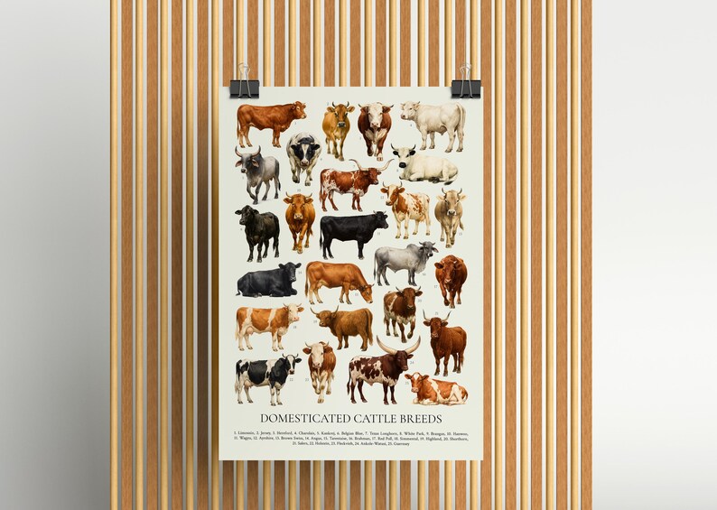 Domesticated Cattle Poster Digital Download: English or Français Retro ...