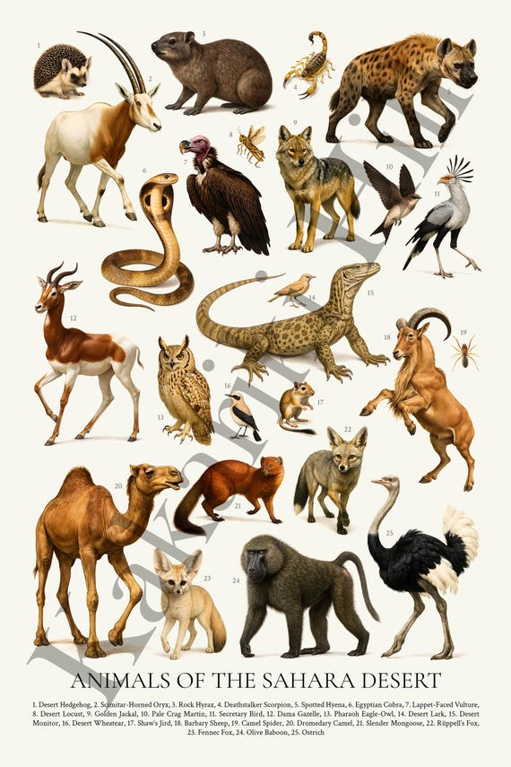 Sahara Desert Wild Animals
