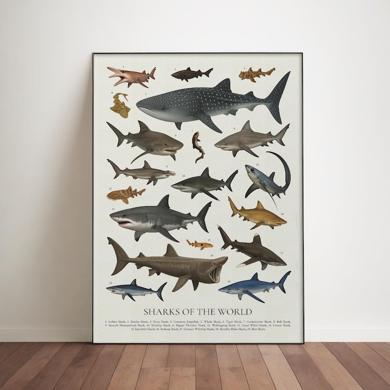 Marine Biology Poster Sharks - Etsy UK