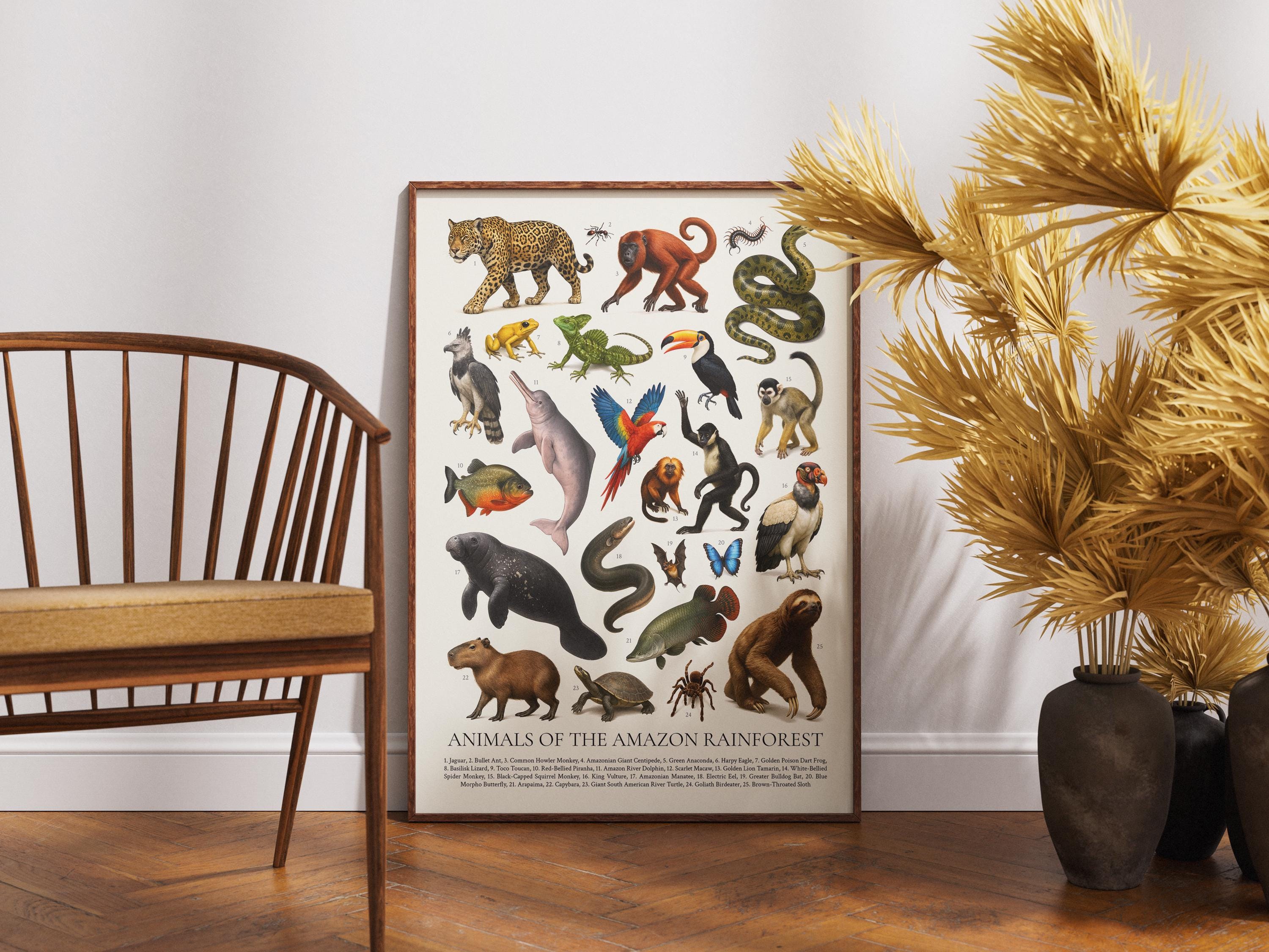 Amazon Rainforest Animals Poster: Retro Educational Print - Etsy