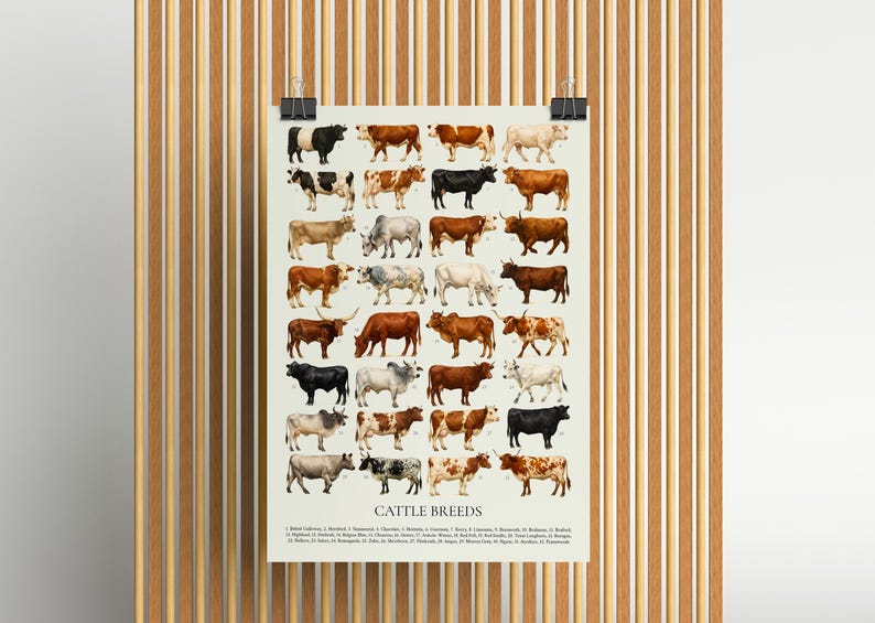 Cattle Breeds Poster Digital Download: Retro Animal Illustration Chart ...