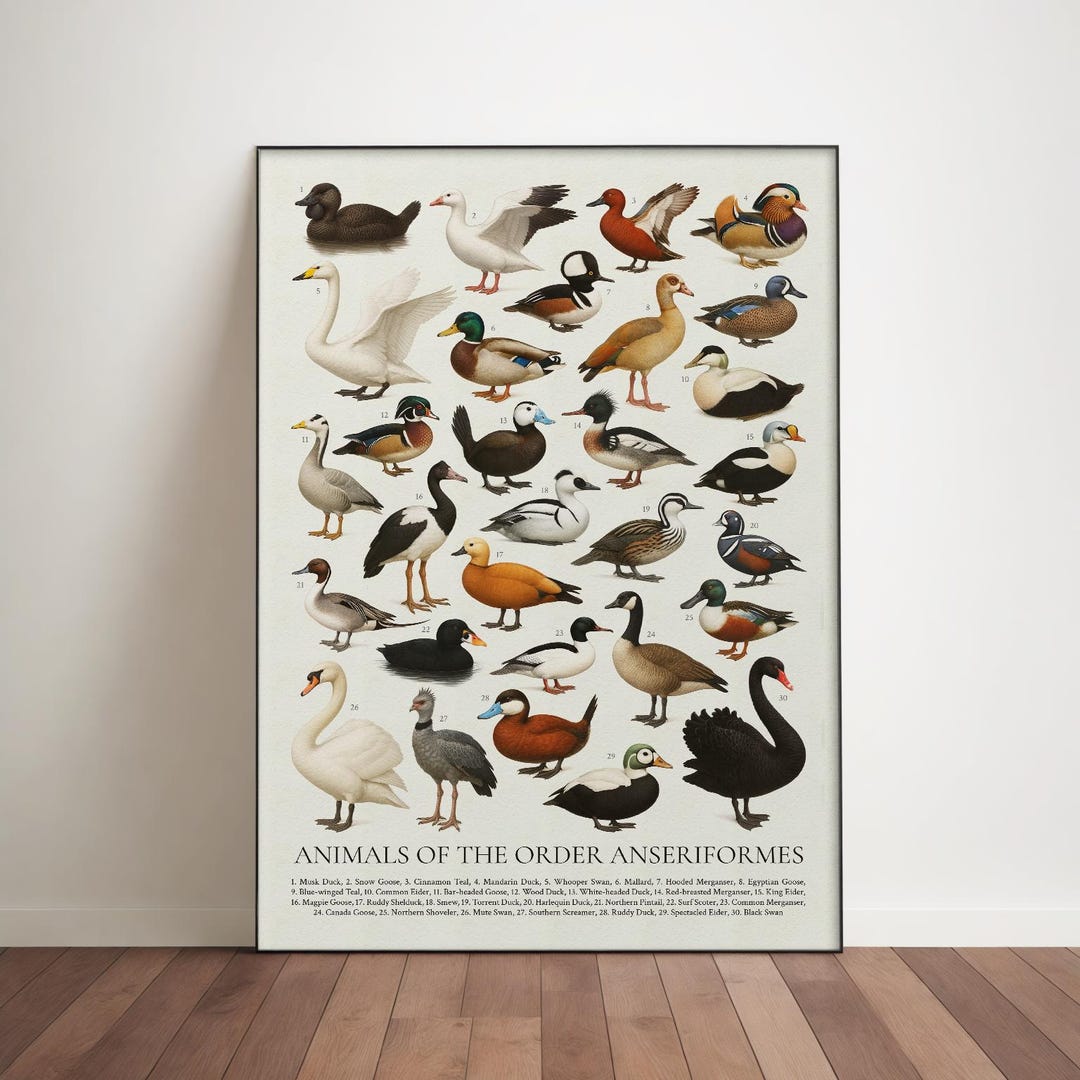 Animals of the Order Anseriformes (duck, Geese, Swans) Poster: Retro ...
