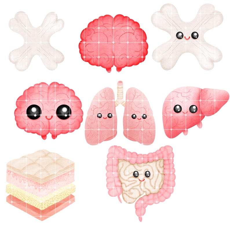 Cute Human Anatomy Clipart | Kawaii Body Organs PNG Bundle ...