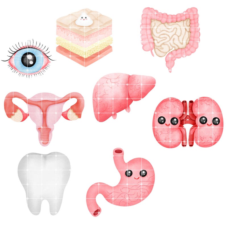 Cute Human Anatomy Clipart | Kawaii Body Organs PNG Bundle ...