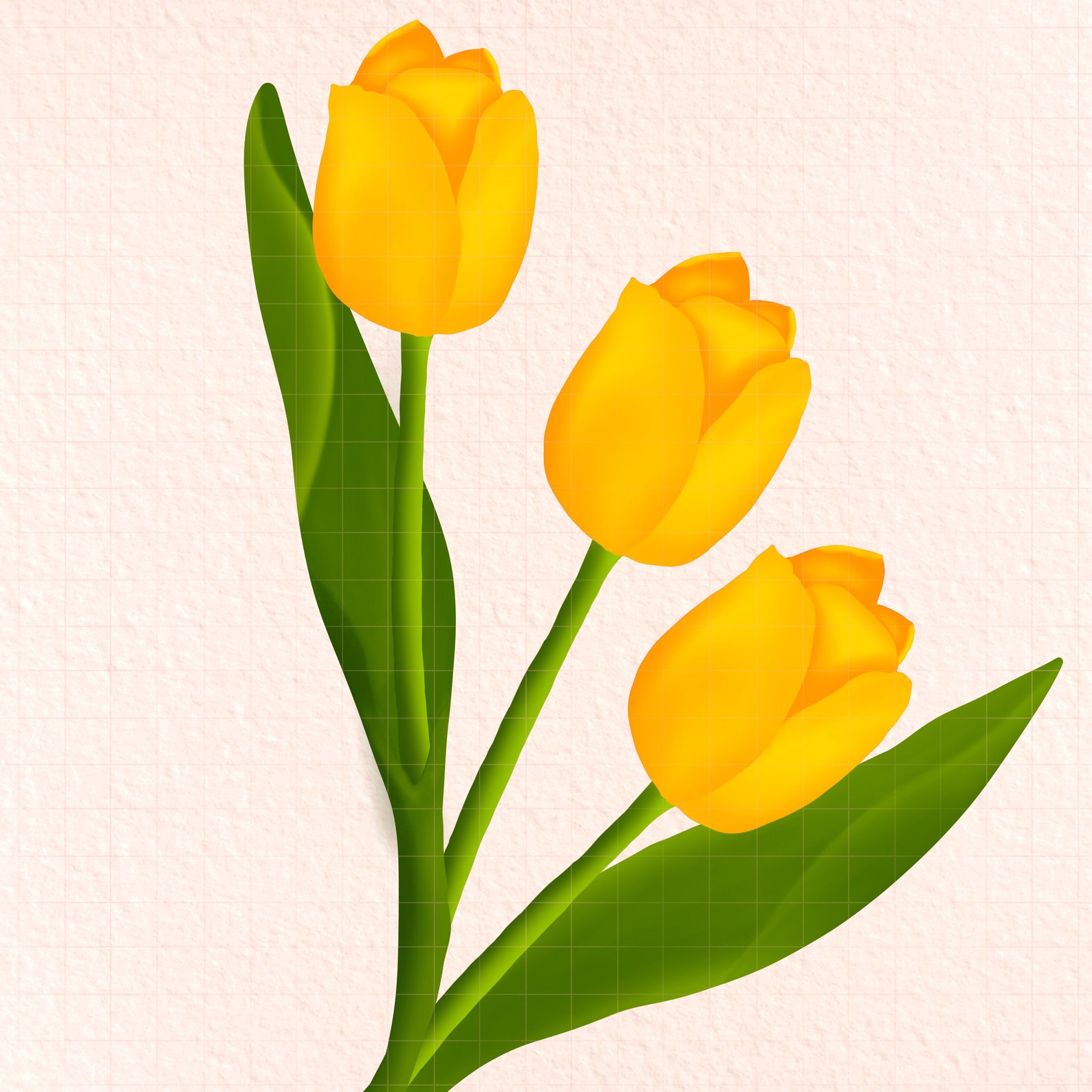 Tulip Clipart - Etsy