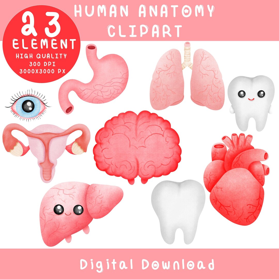 Cute Human Anatomy Clipart | Kawaii Body Organs PNG Bundle ...