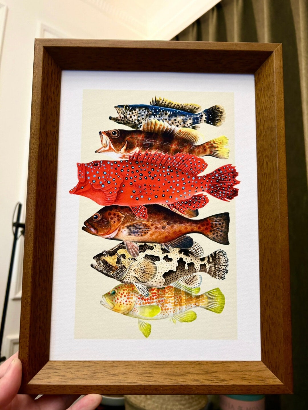 Grouper, Watercolor Fish Art Print, Wall Art - Etsy