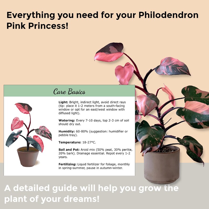 Philodendron Pink Princess Care Guide - Digital PDF, Rare House Plant ...