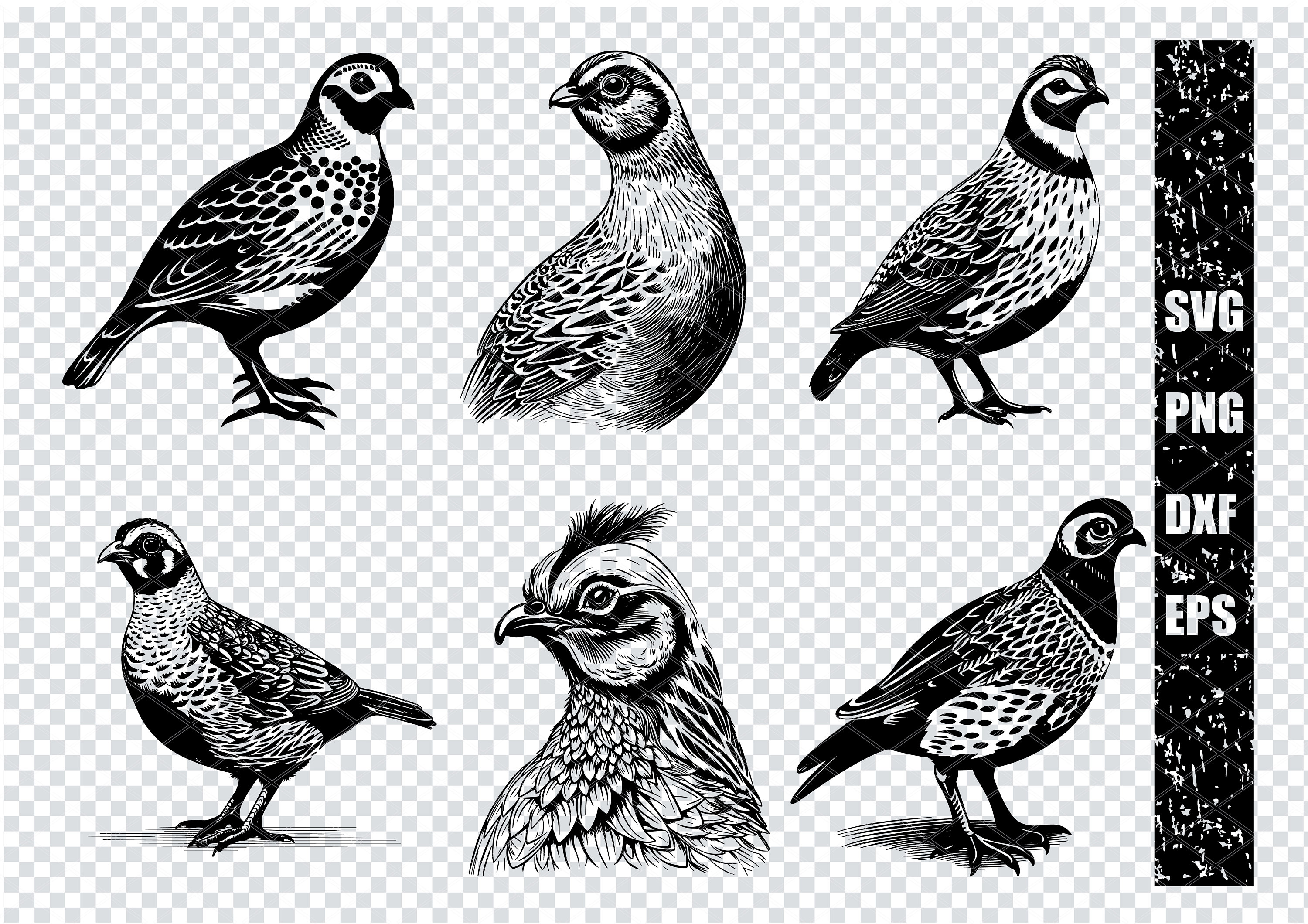 QUAIL BIRD SVG, Quail Bird Svg Svg Files for Cricut, Quail Bird Clipart ...