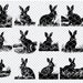 MINI REX Dwarf RABBIT Svg, Small Bunny Mini Rex Svg Files for Cricut ...