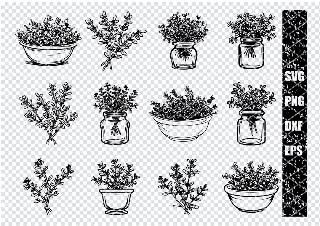 THYME HERB SPICES Svg, Dried Thyme Leaves Svg Files for Cricut, Thyme ...